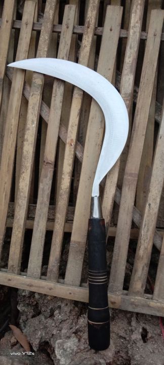 Arit rumput super Glowing dan bagus | Lazada Indonesia