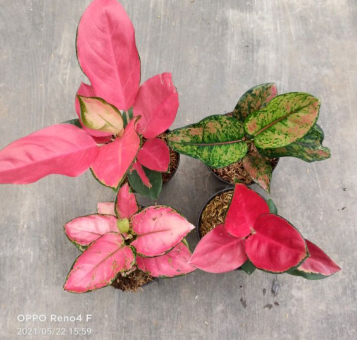bunga aglonema 4 pohon | Lazada Indonesia bunga aglonema 4 pohon | Lazada Indonesia