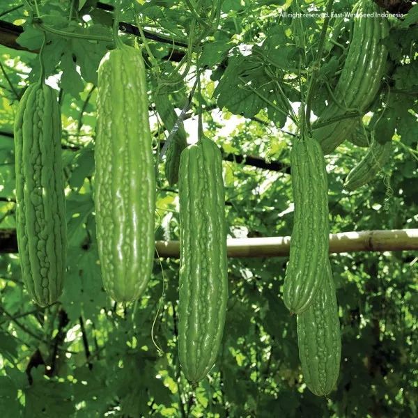 BIJI BENIH TANAMAN PARE/PARIA TARING (REPACK) | Lazada Indonesia