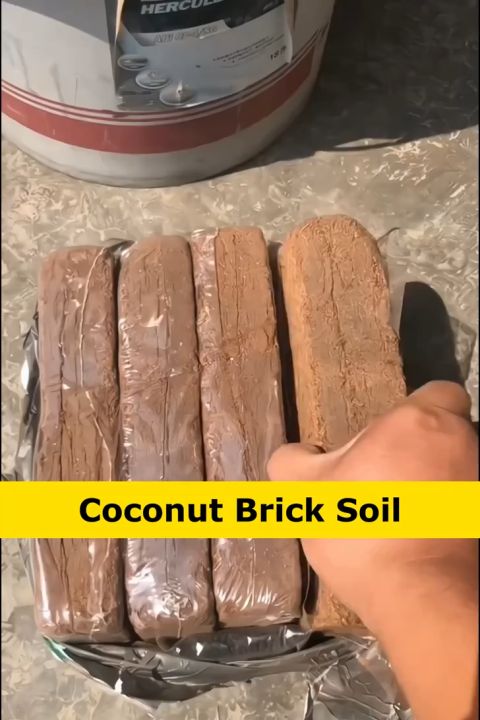 Coconut Brick Soil Brick Coconut Silk Plant Soil Compressed Nutrition ...