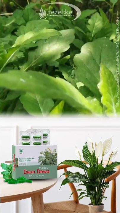 Ekstrak Daun Dewa Kemasan Blister 20 Kapsul Obat Struk Ringan Herbal ...
