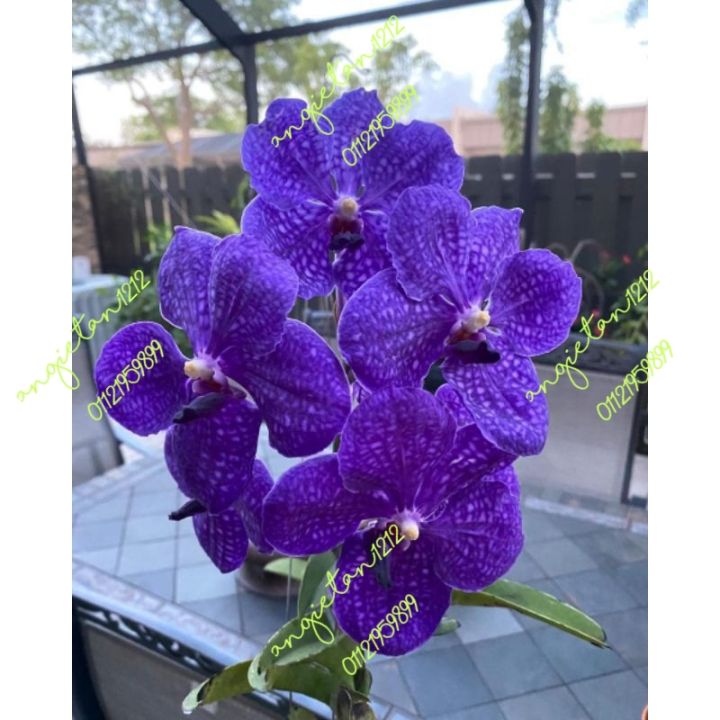 Vanda Blue seedling and medium saiz live plant | Lazada