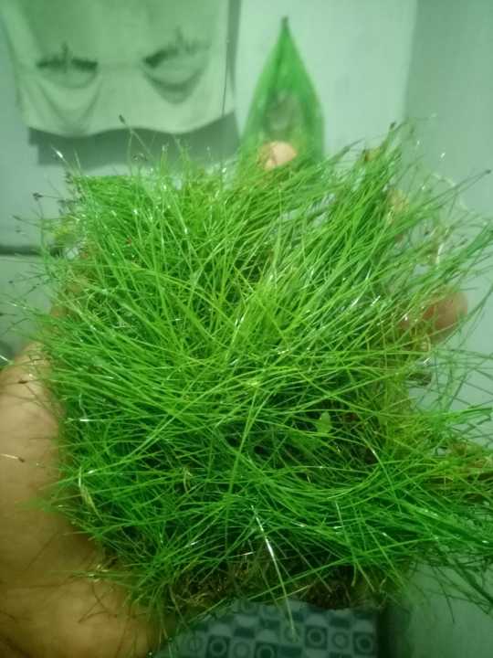 hg mini bpulbdaun air taneman aquascape | Lazada Indonesia