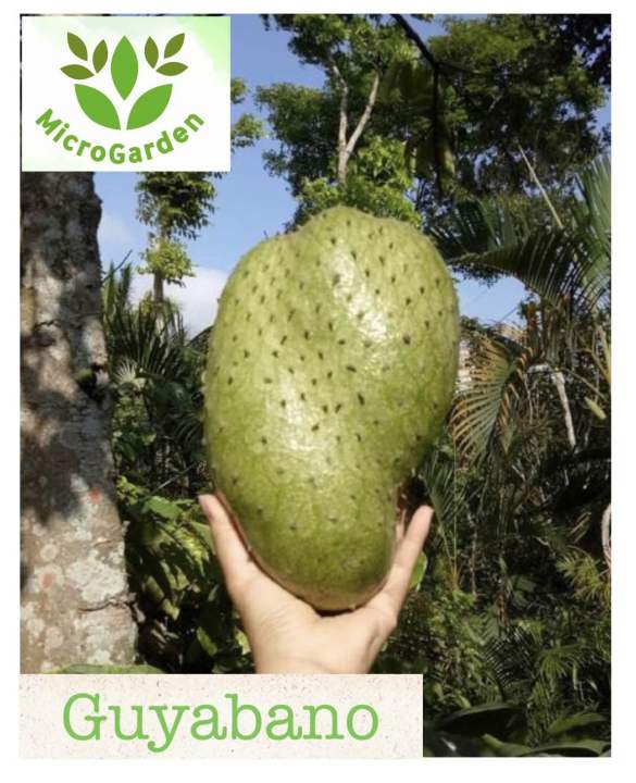 Guyabano Fruit Seeds Tropical Plant Fruits with extra vegetable seed | Lazada PH