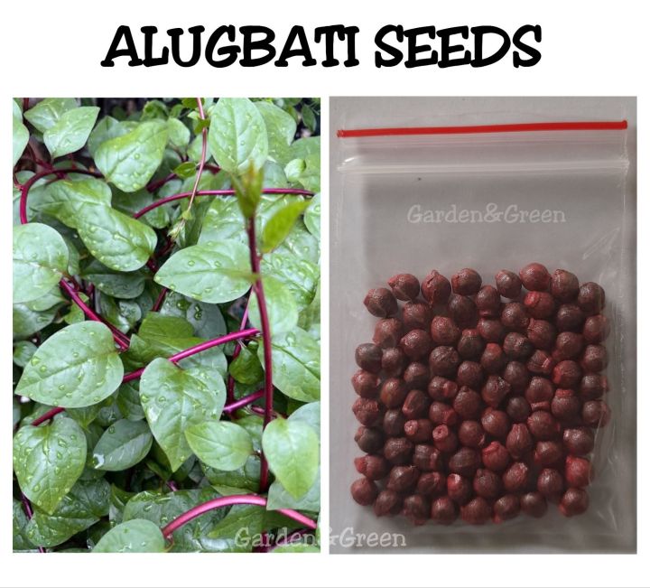 Alugbati seeds Red Green Leaf seeds | Lazada PH