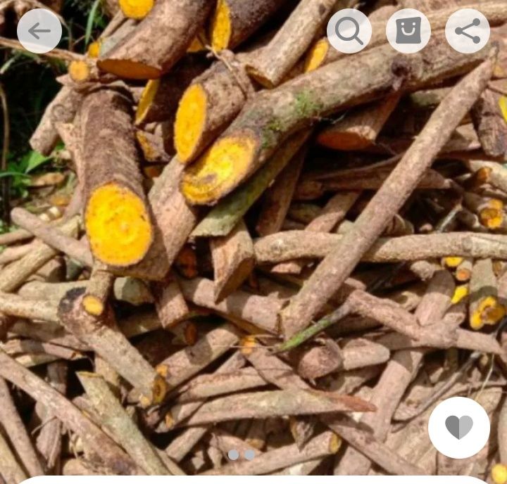 herbal akar kayu kuning 1 kg | Lazada Indonesia