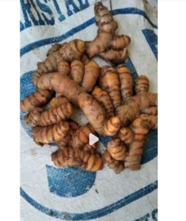 Kunir Kunyit segar 1 kg | Lazada Indonesia