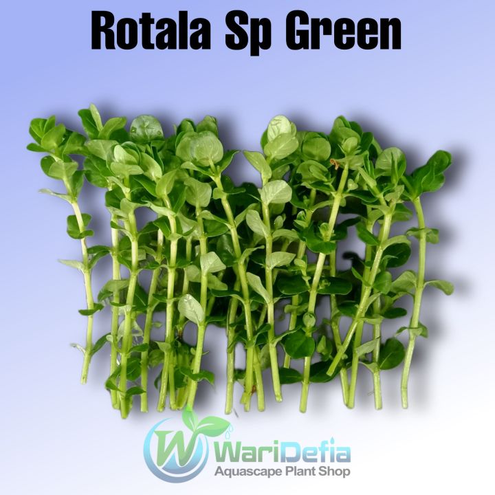 Rotala Sp Green Tanaman Aquascape 20 Batang | Lazada Indonesia