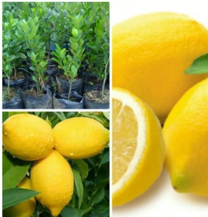 Bibit buah jeruk lemon hasil stek batang bukan biji full akar cepat ...