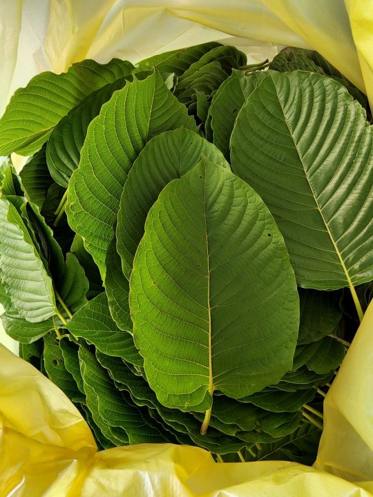 ใบกระท่อม ปทุม ใบรวม 1 กิโลกรัม kratom leaves 1 kg. | Lazada.co.th
