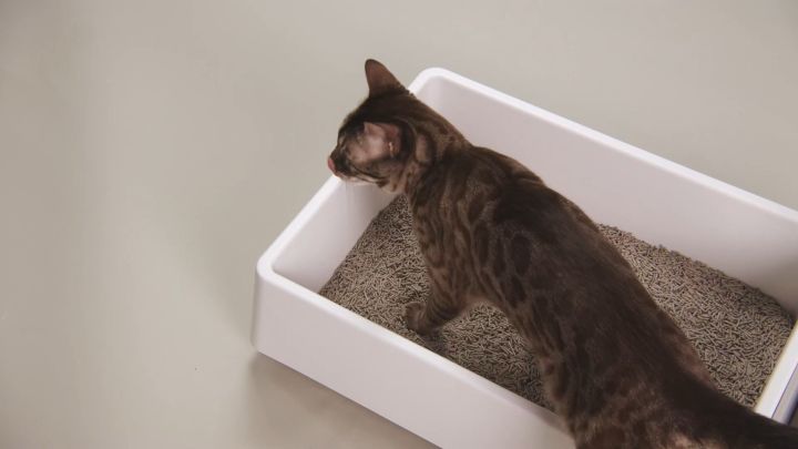 LF fole livet 10 Packs Cat Litter Antibacterial Fast water Absorption ...