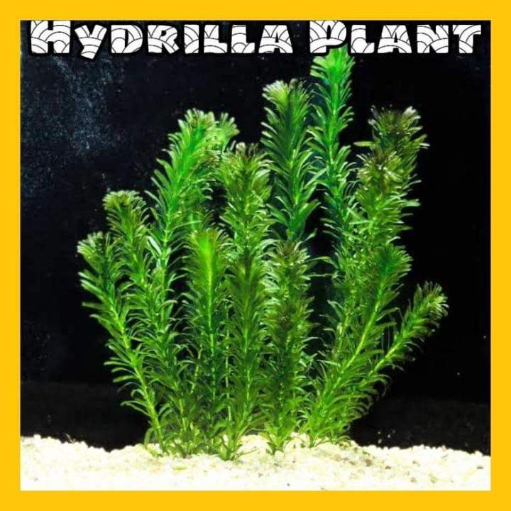 Hydrilla (Aquatic plant) | Lazada