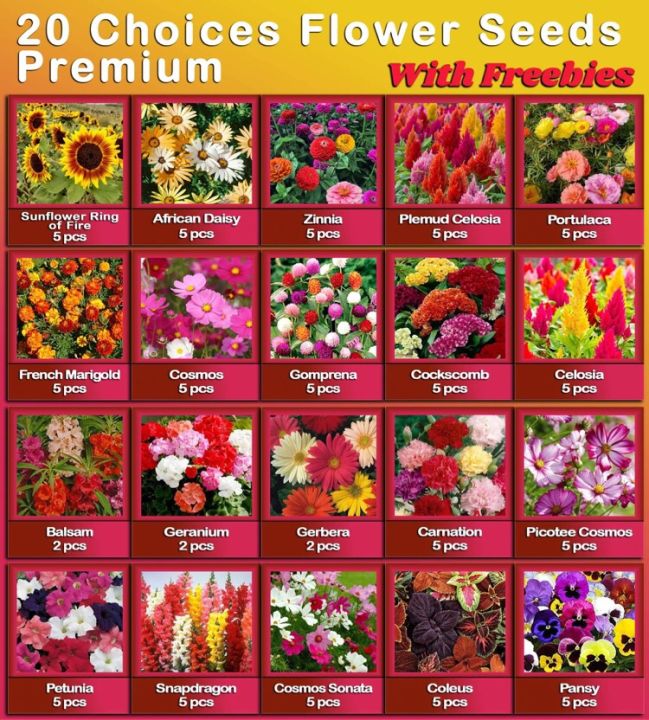 20 choices Flower seeds Premium with freebies | Lazada PH