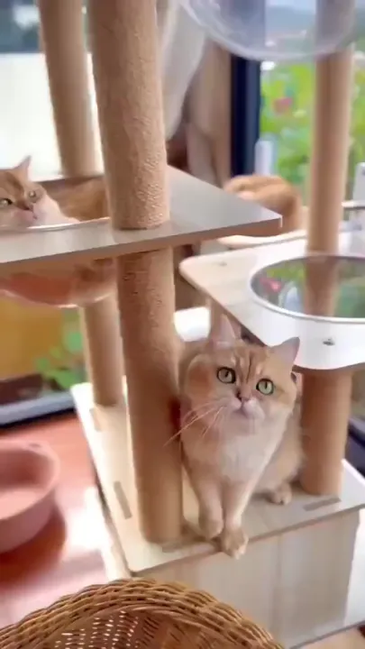 Large Cat Tree Multi-Level Pet Cat Tree House Condo Wooden Post Cat ...