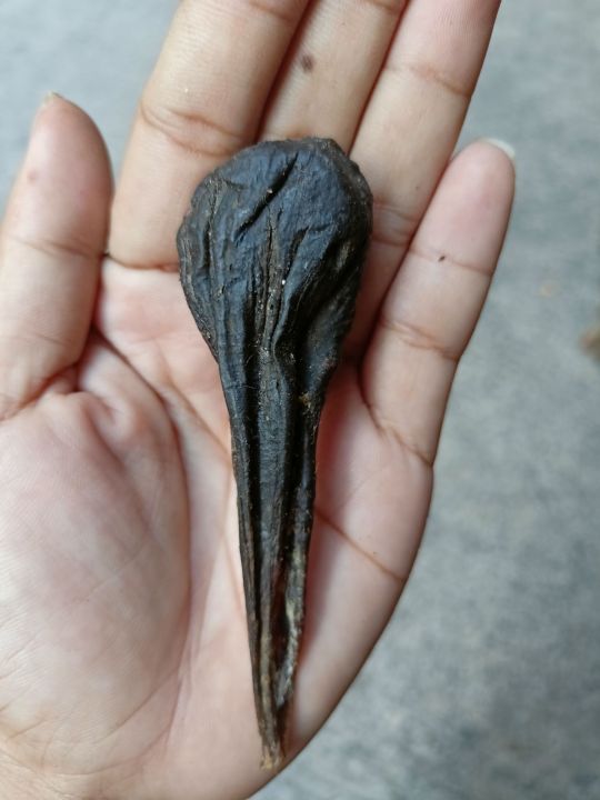 apdo ng ahas/mabisang gamot sa highblood daibetes at atritis. | Lazada PH