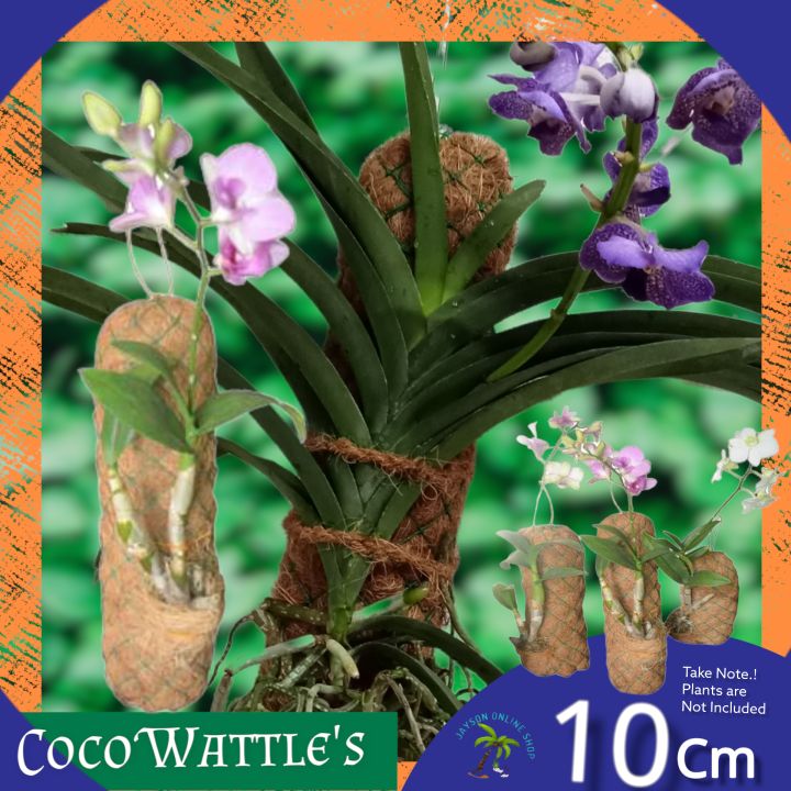 Coco Wattles or Mini Logs Size;10cm for your Orchids to grow Easily and ...