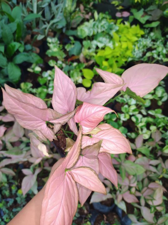 SYNGONIUM NEON PINK ROBUSTA | Rare | Live and Rooted Plants | Live ...
