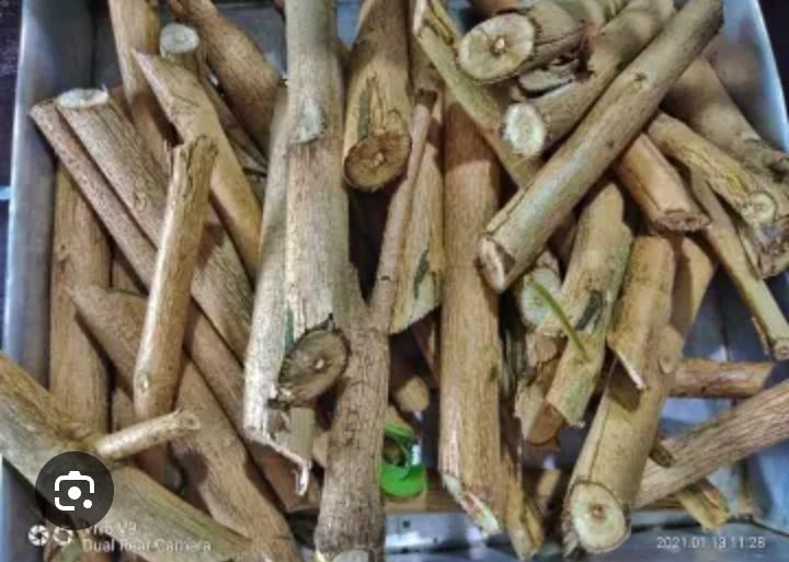 Alagaw Stem/Cuttings For planting (5 Cuttings) | Lazada PH