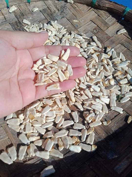 Fresh Native Upo Seeds | Lazada PH