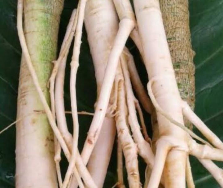 Akar pepaya gantung segar 500 gram | Lazada Indonesia