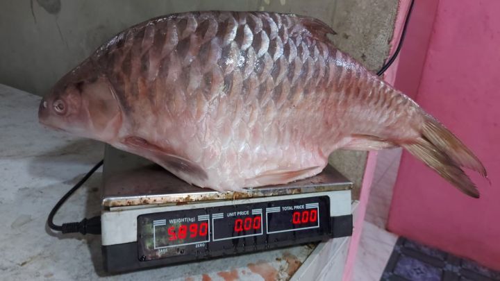 WILD SARAWAK EMPURAU FISH 5kg-6kg GRADE A / 忘不了 ( BOOKING & WAIT CATCH ...