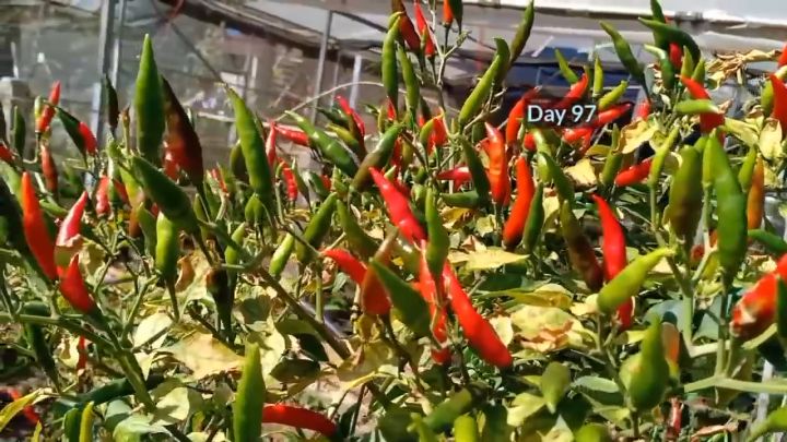 SILING LABUYO/HOT PEPPER SEEDS (120pcs seeds) SUPER HOT/EASY TO GROW ...
