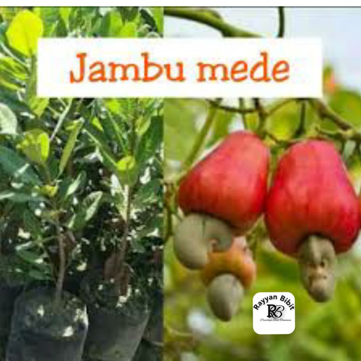 Bibit jambu mede jambu mente jambu monyet | Lazada Indonesia
