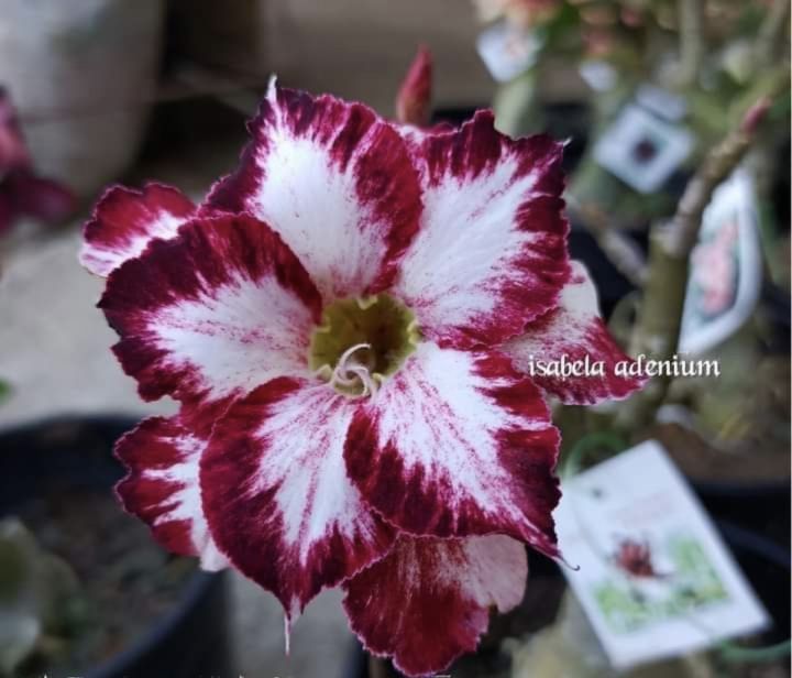 Adenium Flower Seeds Tropical Flowers High germination | Lazada PH