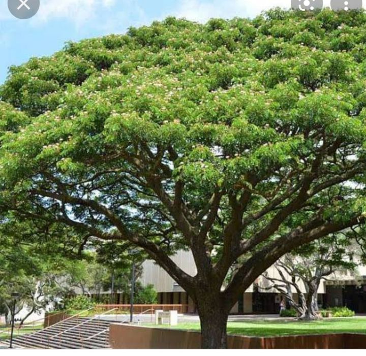 Philippine Acacia Tree