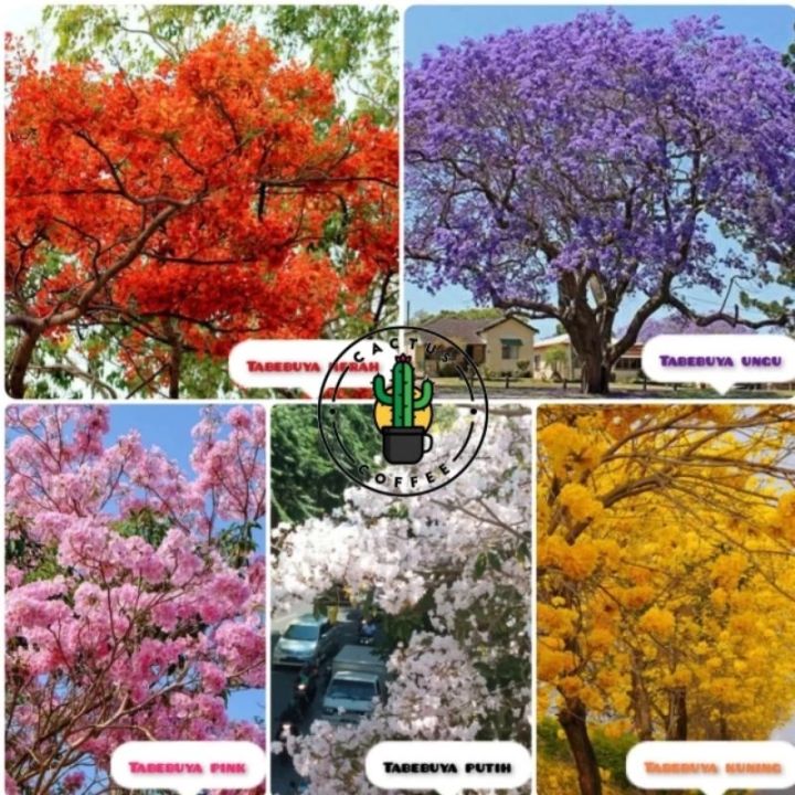 Bibit Tanaman Bunga Pohon Tabebuya ( Kuning,Ungu,Pink,Putih,Merah ...