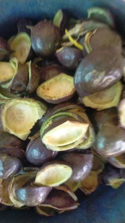 KULIT JENGKOL OBAT HERBAL 1kg | Lazada Indonesia