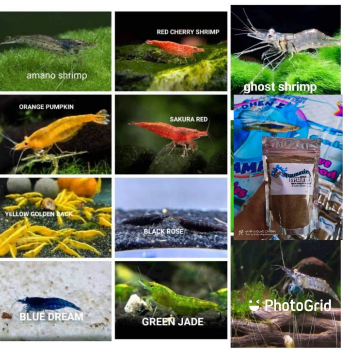 dhenz aquamazing fish food 100grams granules for small fish and dwarf ...