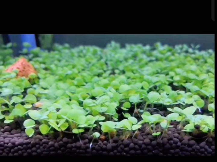 Aquarium Soil 300g Aquatic Water Grass Mud Aquarium Plant Moss ...