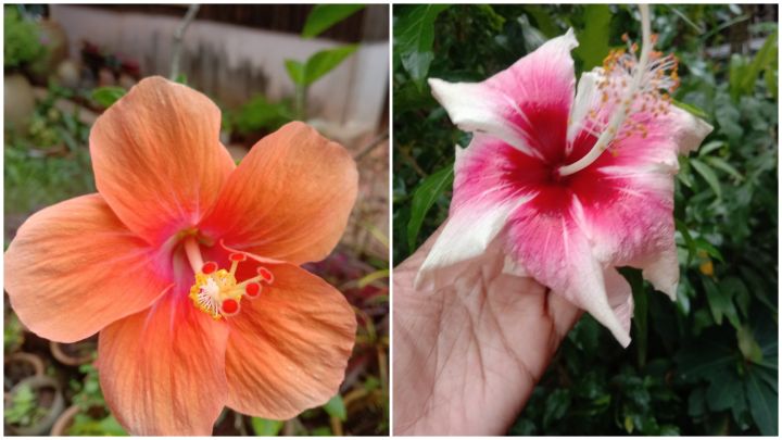 Anak Pokok Bunga Raya Warna Orange🌺🌺 | Lazada