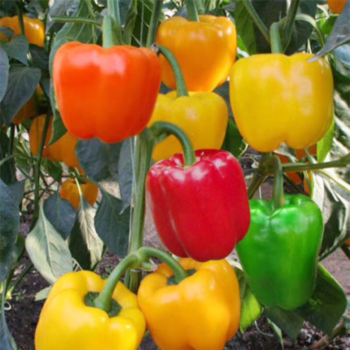 Benih Lada Benggala Berwarna Warni 15pcs/Mix Colour Capsicum/五彩甜椒籽 | Lazada