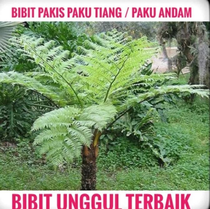 Tanaman hias Paku Pakis Hutan Siap Tanam | Lazada Indonesia