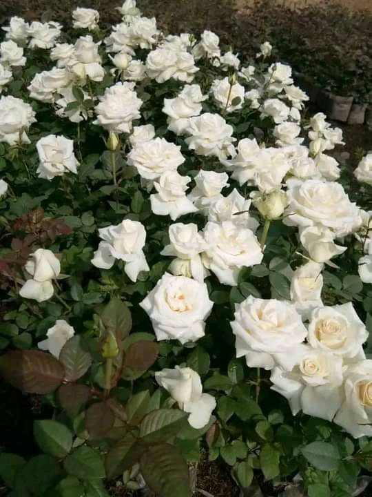 tanaman bunga mawar bunga putih -mawar putih | Lazada Indonesia