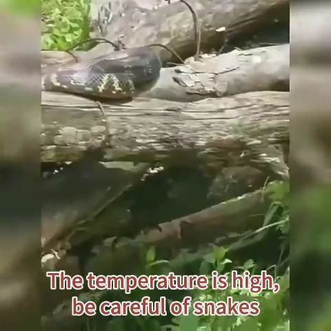 No Snakes in 10 Years Snake Repellent 10 pellets Long-Acting Snake ...