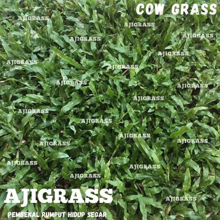 COW GRASS RUMPUT HIDUP RUMPUT PADANG | Lazada