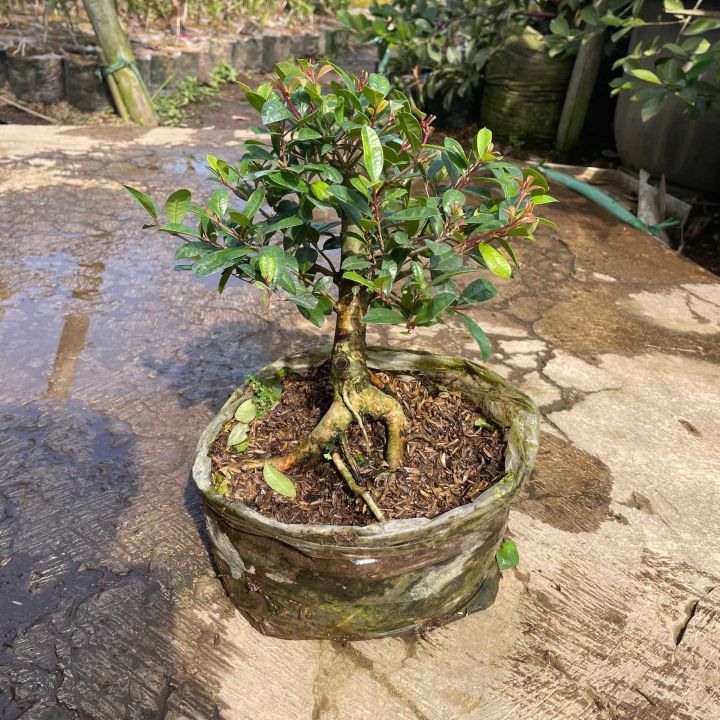 Bonsai tanaman jambu | Lazada Indonesia