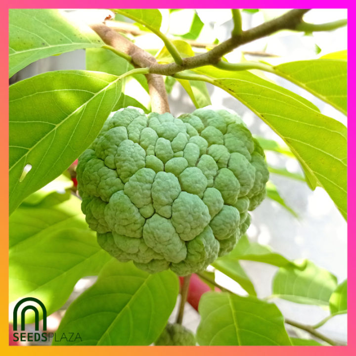 SeedsPLAZA - Mixed Varieties Atis Sugar Apple Annona Squamosa Seeds (5 ...