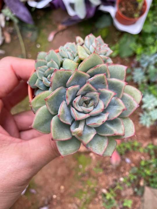 织锦多肉（Echeveria Californica Queen） | Lazada