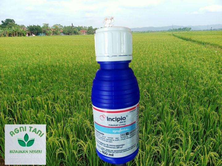 Insektisida Incipio Pengendali Sundep Isi 100 ml | Lazada Indonesia