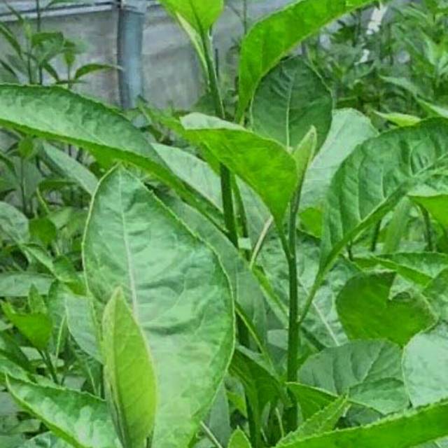 50 Lembar Daun Sambung Nyawa Segar Bonus 20 Lembar Daun Africa Segar ...