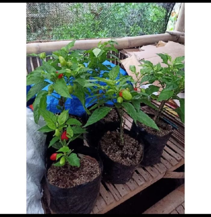 bibit cabe gendot | gendot | habanero | Lazada Indonesia