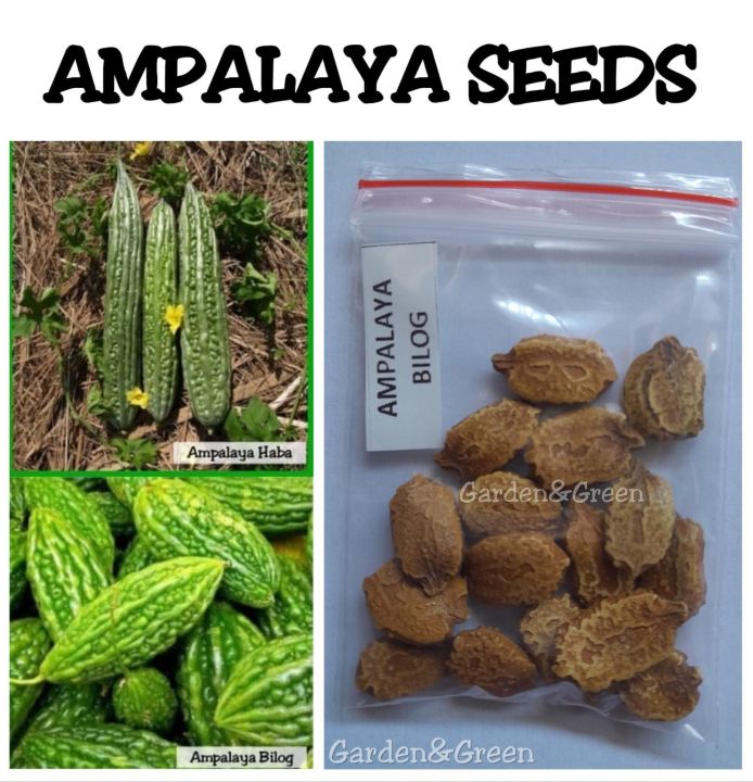 Ampalaya seeds bilog | haba (16seeds ) | Lazada PH
