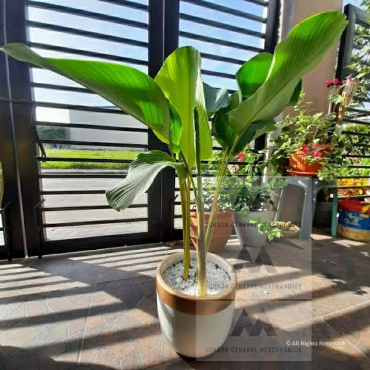 Calathea Lutea tabako Landscape Garden Decor | Lazada PH
