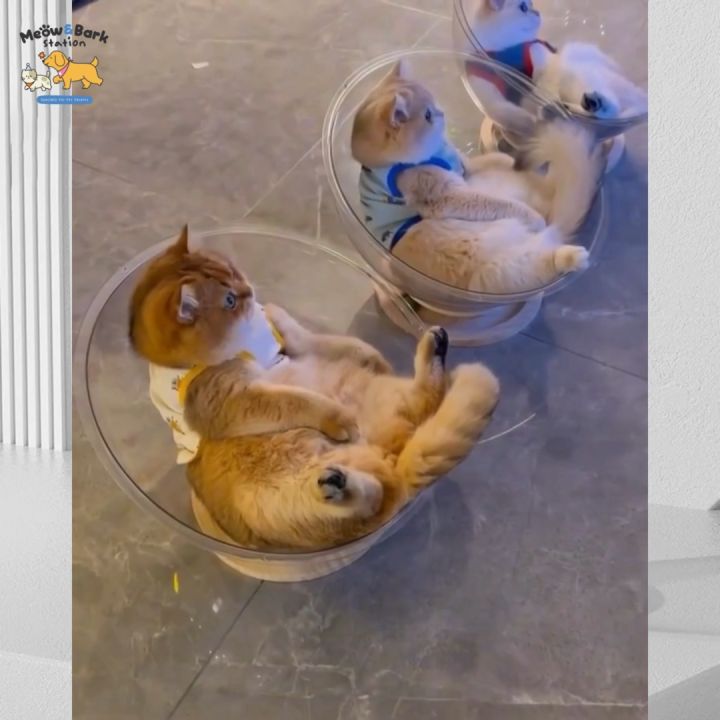 Meow&bark station ที่นอนหลุมอวกาศสัตว์เลี้ยงแบบตั้งพื้น | Lazada.co.th