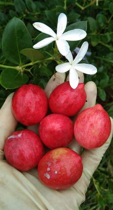 มะม่วงหาวมะนาวโห่ญี่ปุ่นพันธุ์หวาน ต้นกล้ากิ่งตอนอนุบาลต้นเล็กๆ พร้อม ...