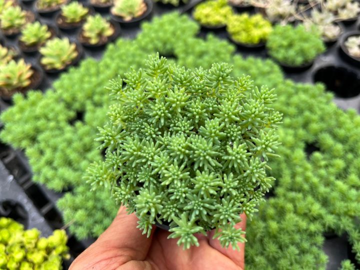 Sedum pallidum v. bithynicum (แพรหยก)ไม้อวบนำ้ น่ารักๆ กระถาง 2 นิ้ว ...